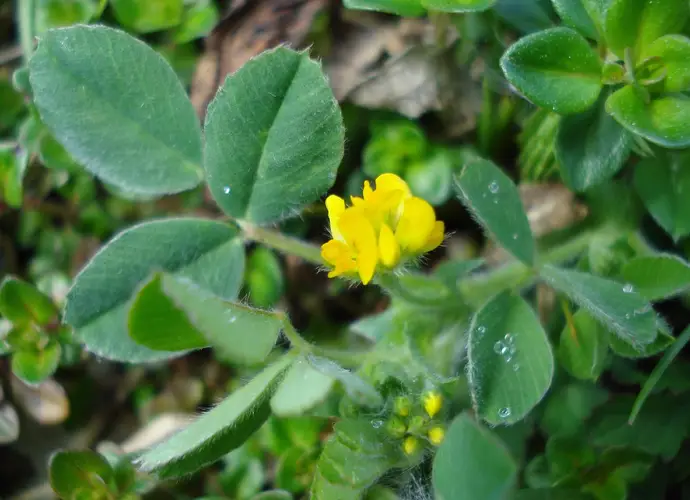 Cadillo (Medicago minima) - PictureThis