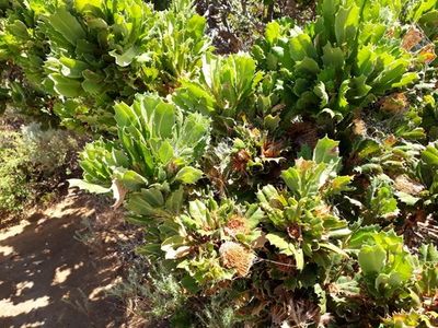 How to Grow and Care for Parrot bush