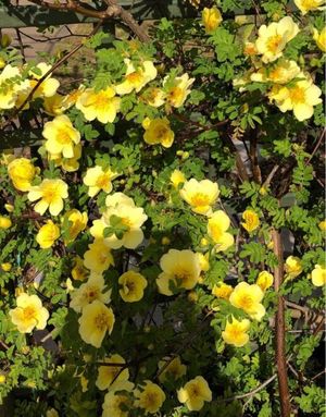 How to Grow and Care for Yellow rose 'Canary Bird'