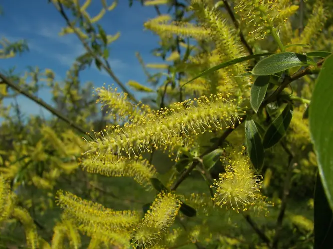 How to Plant and Grow White willow(Salix alba)