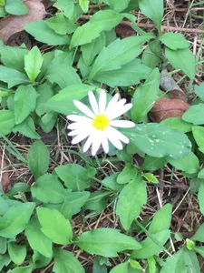 How to Propagate Indian aster