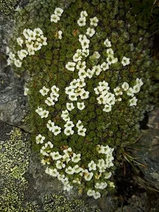 How to Propagate Veronica thomsonii