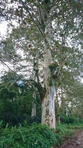How to Grow and Care for Mexican sycamore