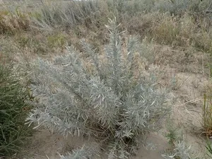 How to Prune Silver sagebrush