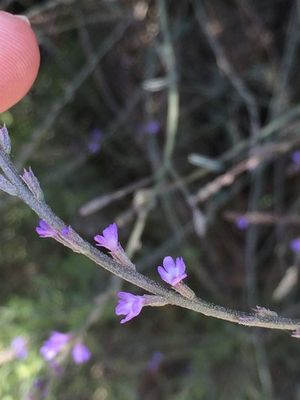How to Grow and Care for Mint vervain