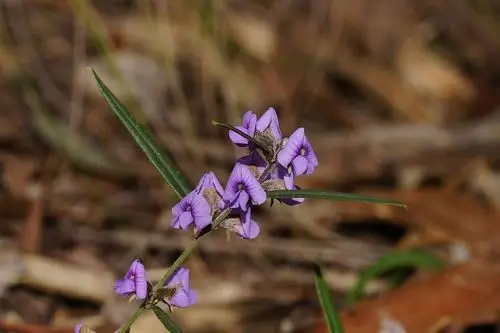 Bird's eye (Hovea linearis) Flower, Leaf, Care, Uses - PictureThis