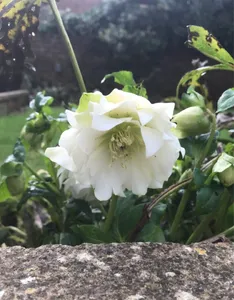 How to Prune Hellebores 'Harvington Double White'