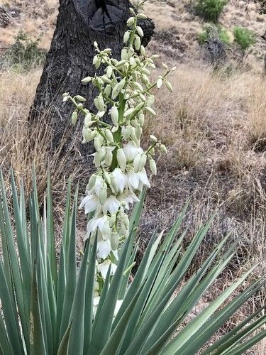 Discover the Beauty and Symbolism of Schott’s Yucca in Flower Language