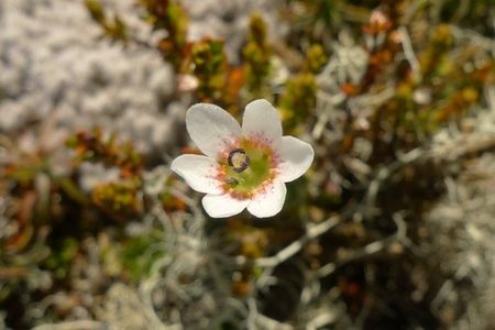 How to Grow and Care for Forstera