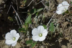 How to Propagate Convolvulus waitaha