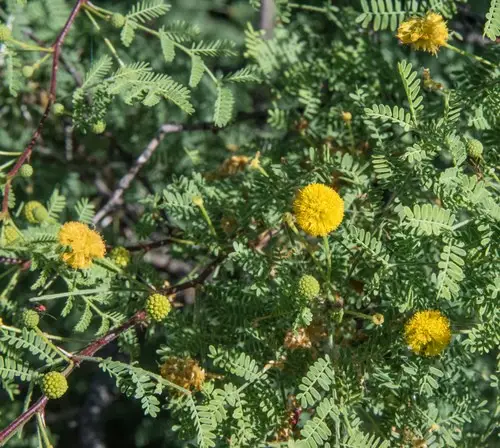 How to Plant and Grow Whitethorn Acacia(Vachellia constricta)