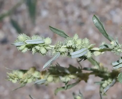Atriplex elegans - PictureThis