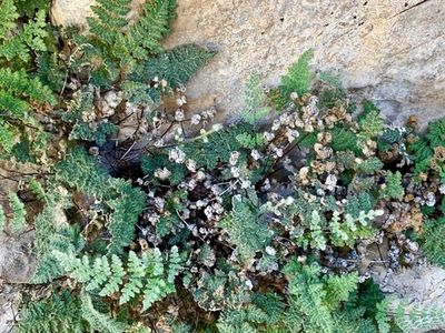 Slender lip fern (Myriopteris gracilis) - PictureThis
