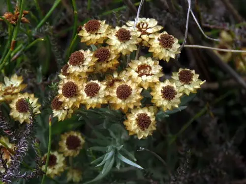 Syncarpha paniculata Flower, Leaf, Care, Uses - PictureThis