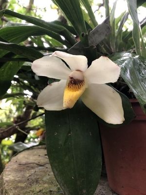 How to Grow and Care for Pescatoria