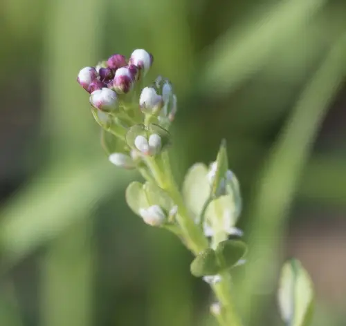 Lepidium nitidum - PictureThis