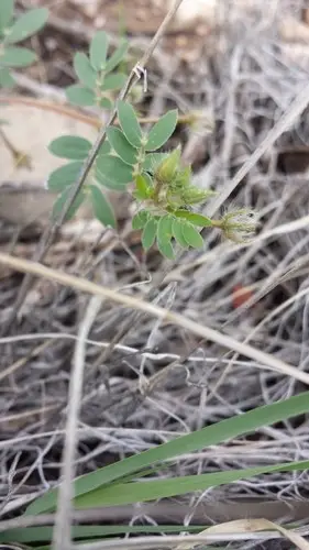 Contrayerba (Kallstroemia parviflora) - PictureThis
