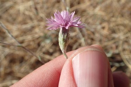 Lessingia hololeuca - PictureThis