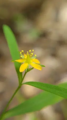 Hypericum canadense - PictureThis