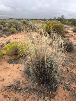 Cómo cultivar y cuidar una Zacatón de los médanos