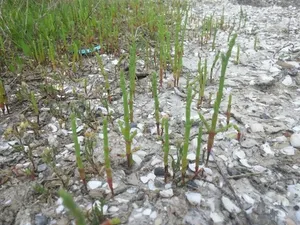 How to Propagate Dwarf saltwort