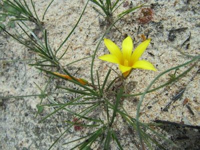 Romulea flava - PictureThis