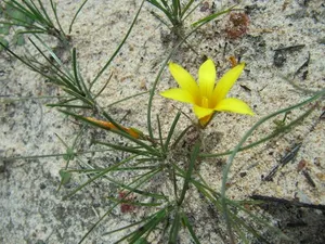 How to Propagate Romulea flava