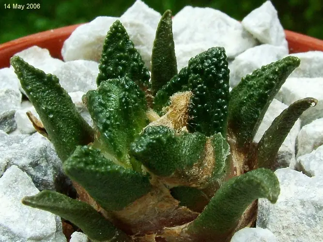 Chaute (Ariocarpus fissuratus) - PictureThis