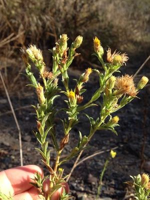 Heterotheca oregona - PictureThis