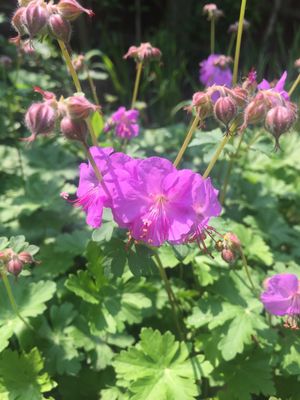 How to Grow and Care for Bigroot geranium 'Bevan's Variety'