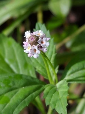Fruta de sapo - Phyla lanceolata (Cuidado, Características ...
