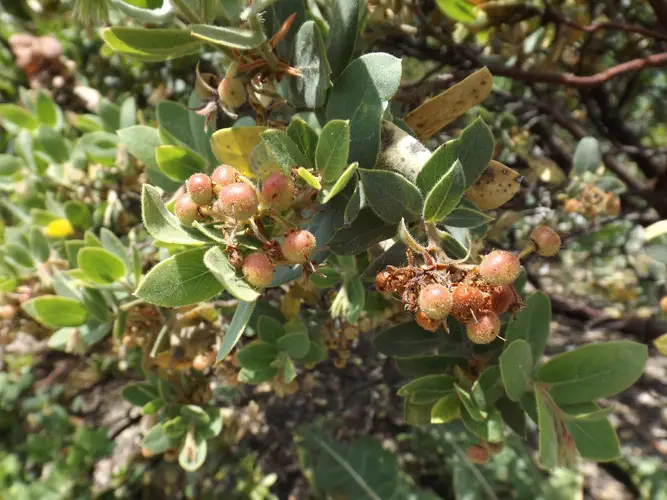 Arctostaphylos hookeri - PictureThis