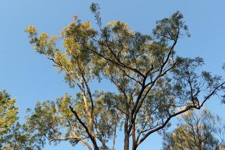 Corymbia polycarpa - PictureThis