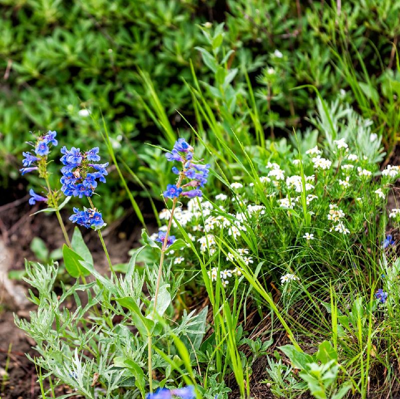 Discover the Language and Meaning of the Charming Wasatch Penstemon