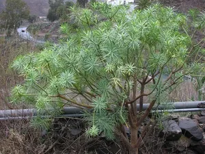 How to Transplant King Juba's euphorbia? (Ideal time, Methods, and Post ...