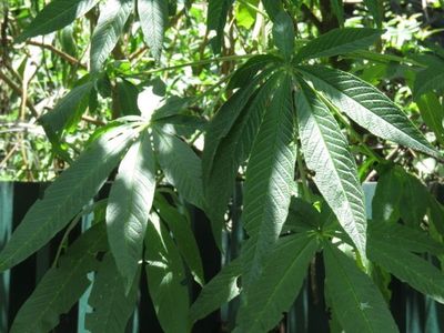 Cleome anomala - PictureThis