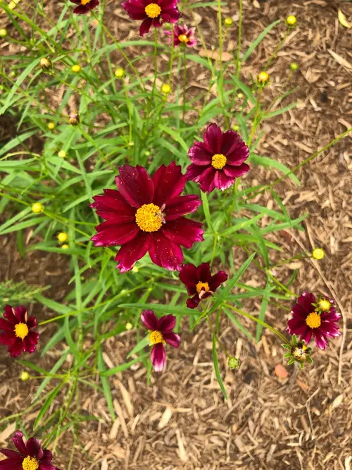 Coreopsis 'Mercury Rising' - PictureThis