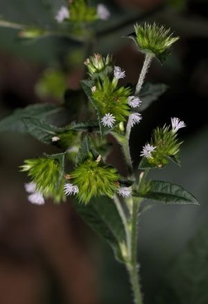 Common Elephant's-Foot (Elephantopus tomentosus) - PictureThis