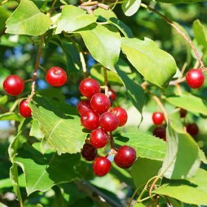 Pin Cherry Prunus Pensylvanica Picturethis
