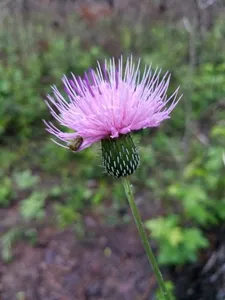 How to Propagate Soft thistle