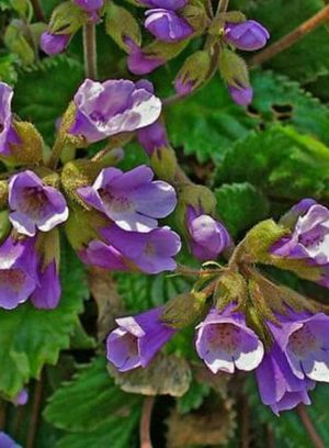 How to Grow and Care for Orpheus flowers