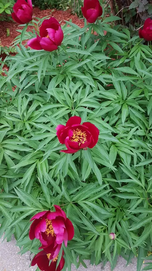 How to Plant and Grow Chinese peony 'Early Scout'(Paeonia lactiflora ...