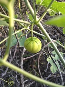 How to Propagate Taw man-root