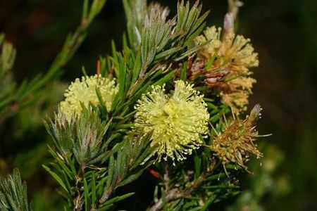 How to Grow and Care for Callistemon pityoides
