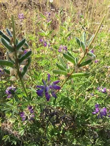 How to Prune Stream lupine
