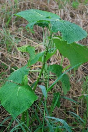 Cómo cultivar y cuidar una Piper peltatum