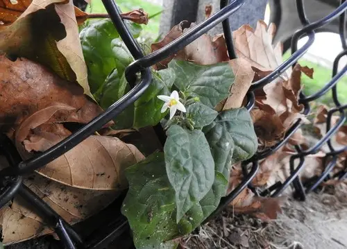 Hoe nightshade (Solanum physalifolium) Flower, Leaf, Care, Uses ...