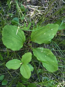 How to Propagate Idaho trillium