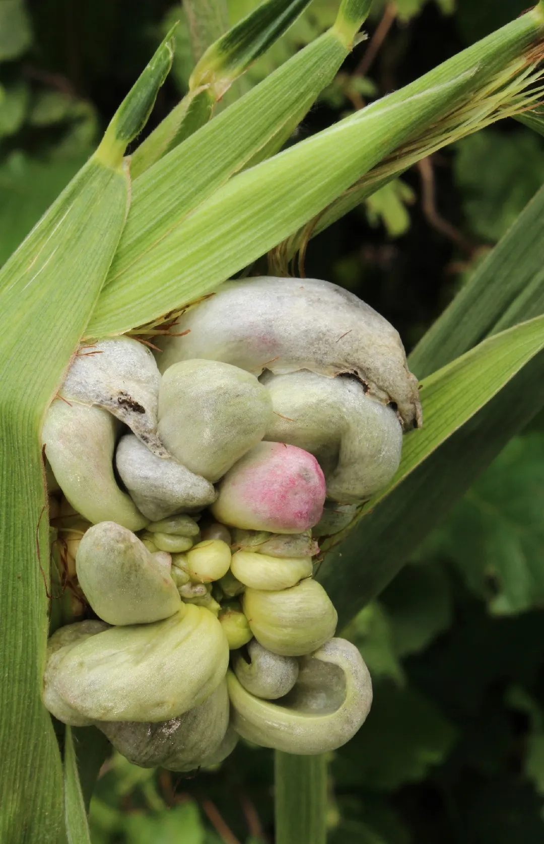 🍀 Cómo cultivar y cuidar una Hongo del maíz