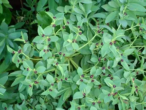 How to Propagate Shore spurge